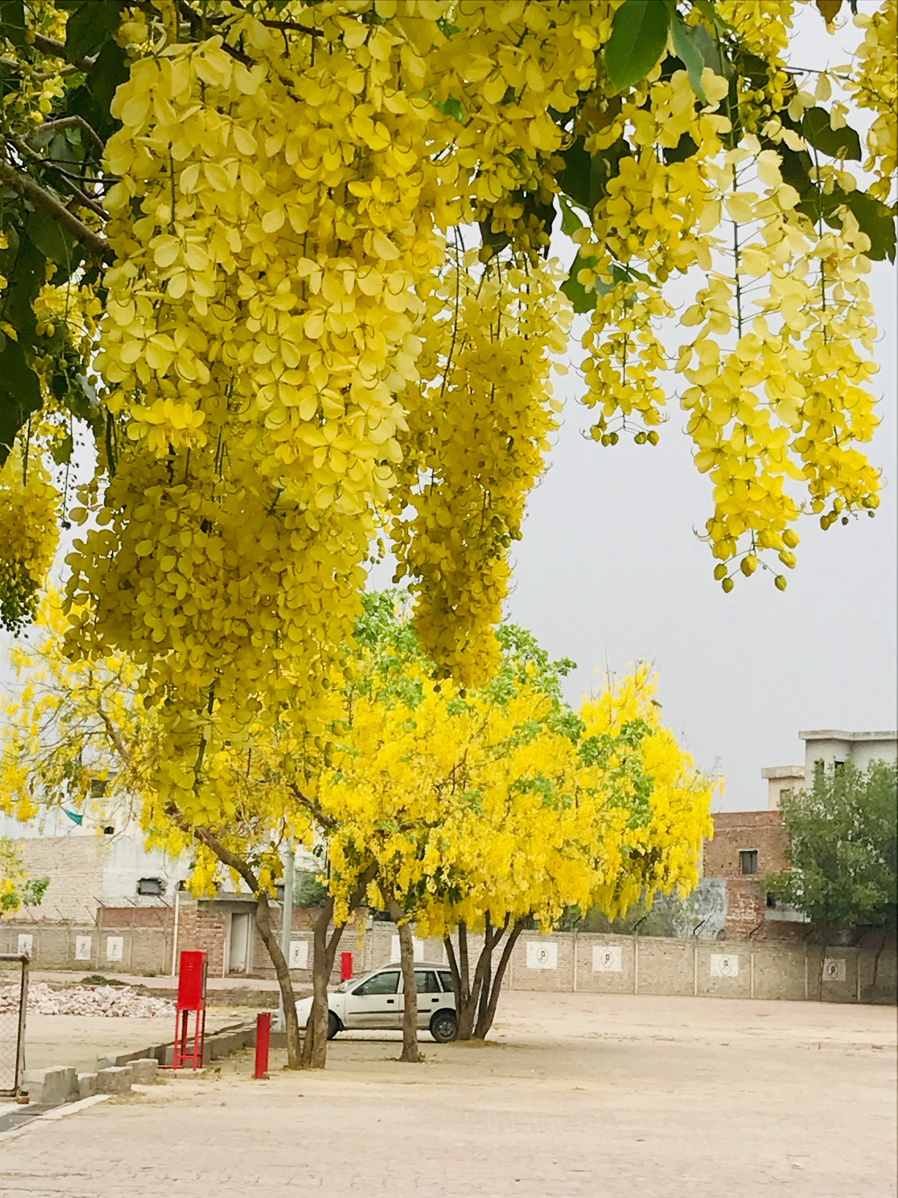 Amaltaas Biodiversity at LUMS